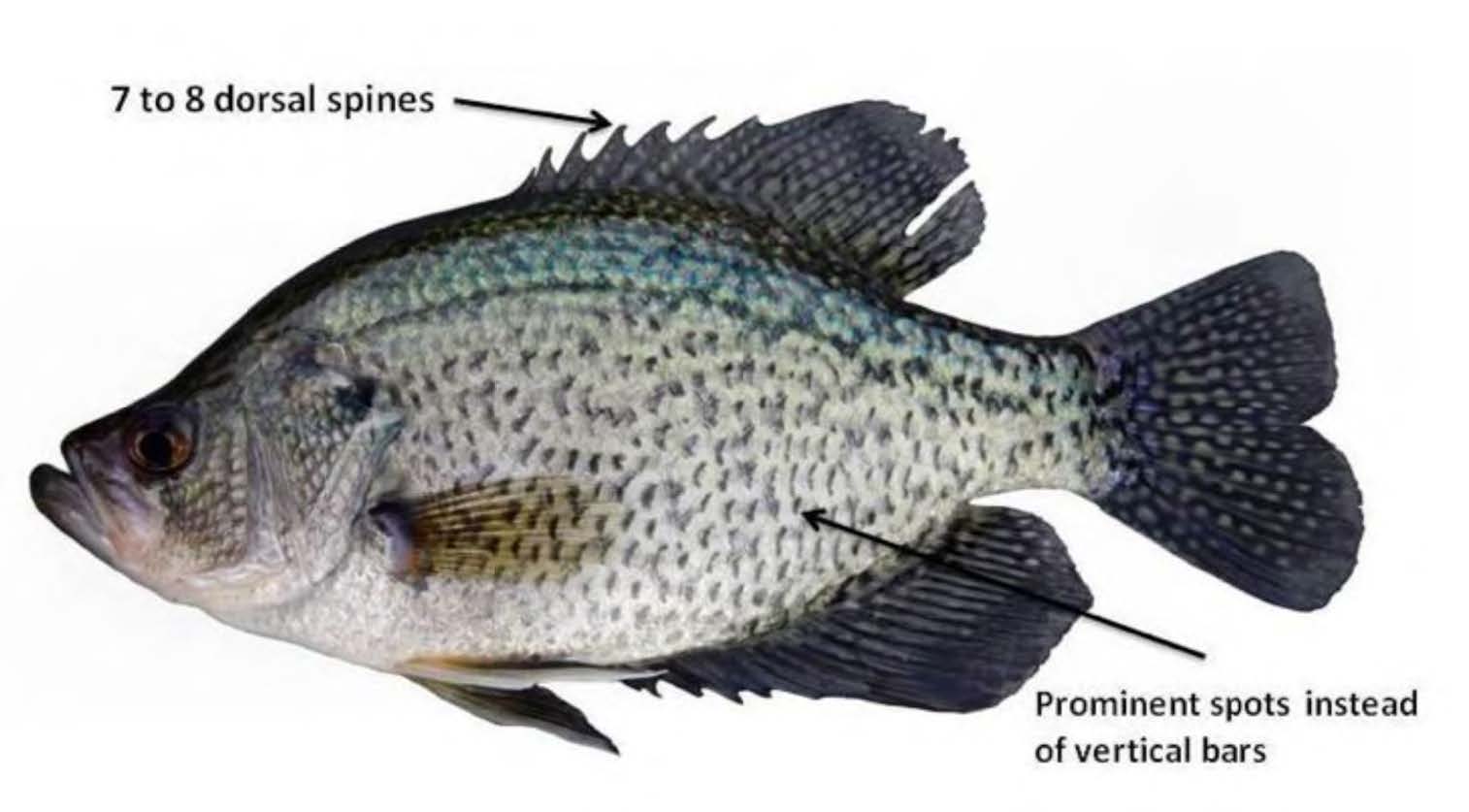 Black Crappie | Mississippi Department of Wildlife, Fisheries, and Parks
